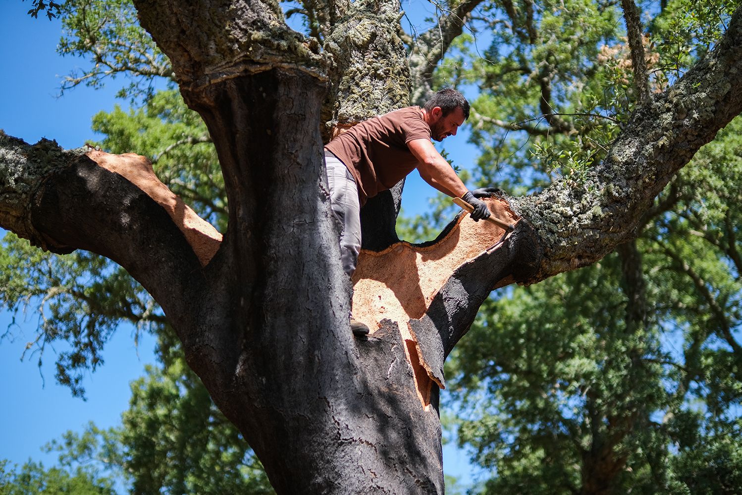 Cortiça | Atlas | OA